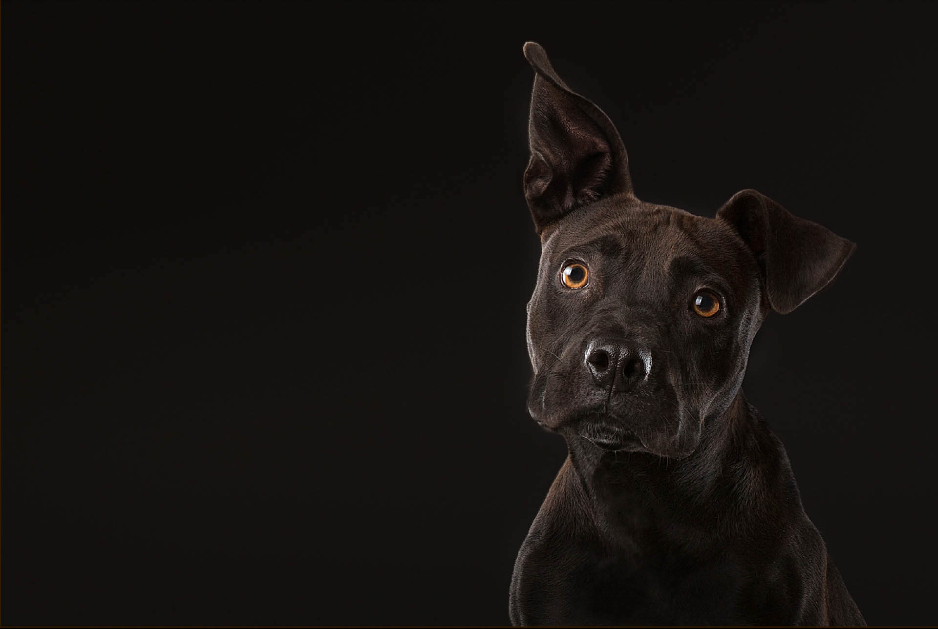 Utah Dog Photography - Chile Dog Photography