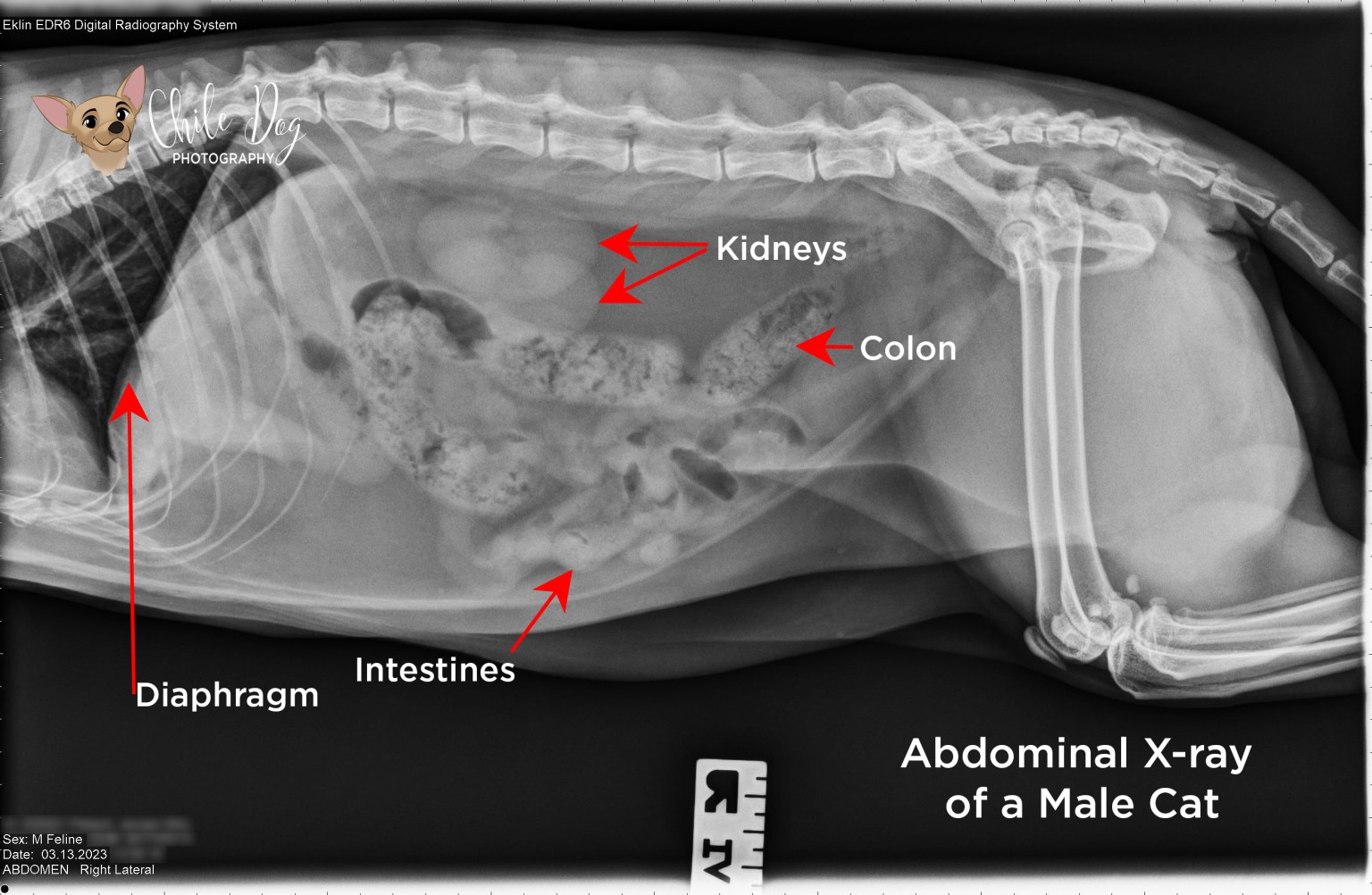 Dr. Google Can't Diagnose Addison's Disease in Dogs and Cats